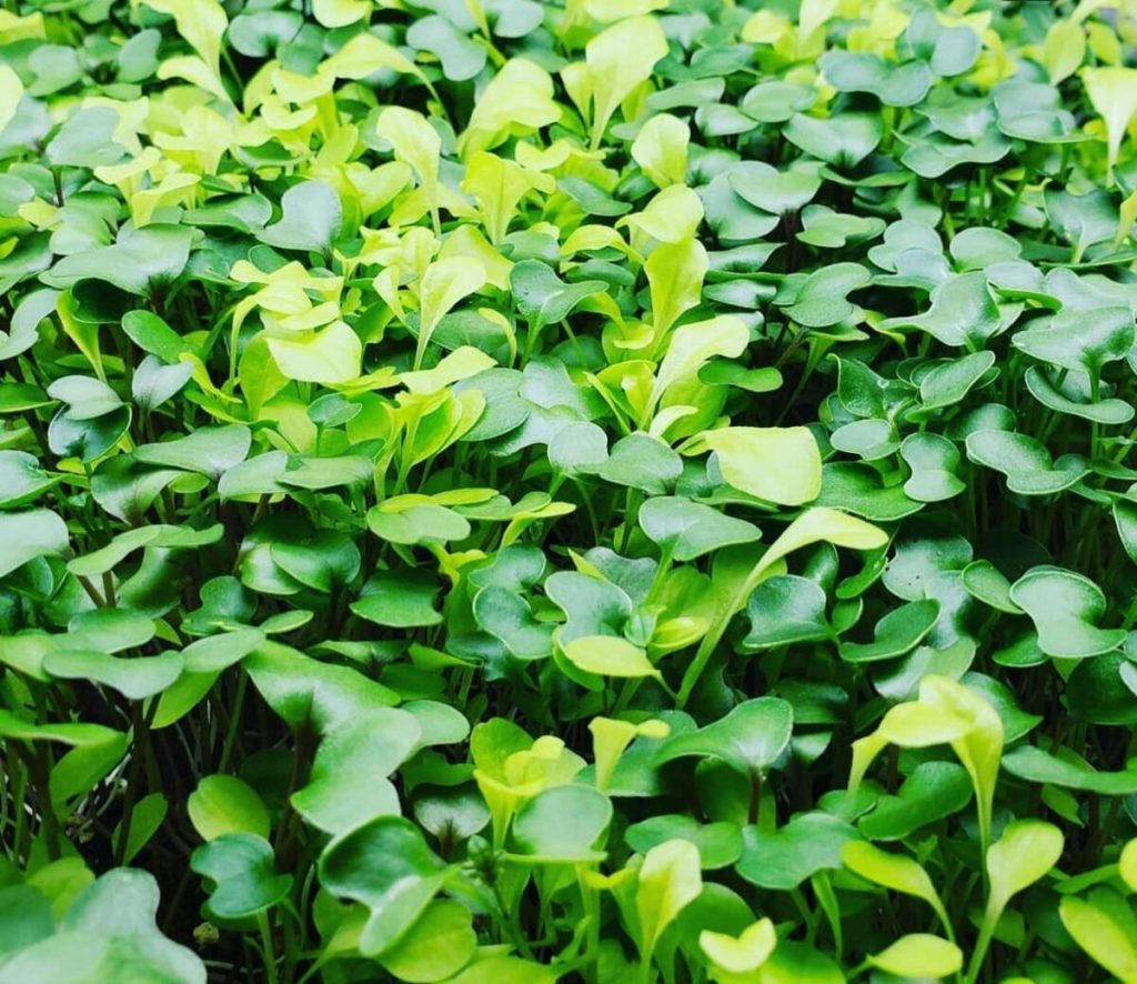 Leafy Mix – Littleleaf Farms